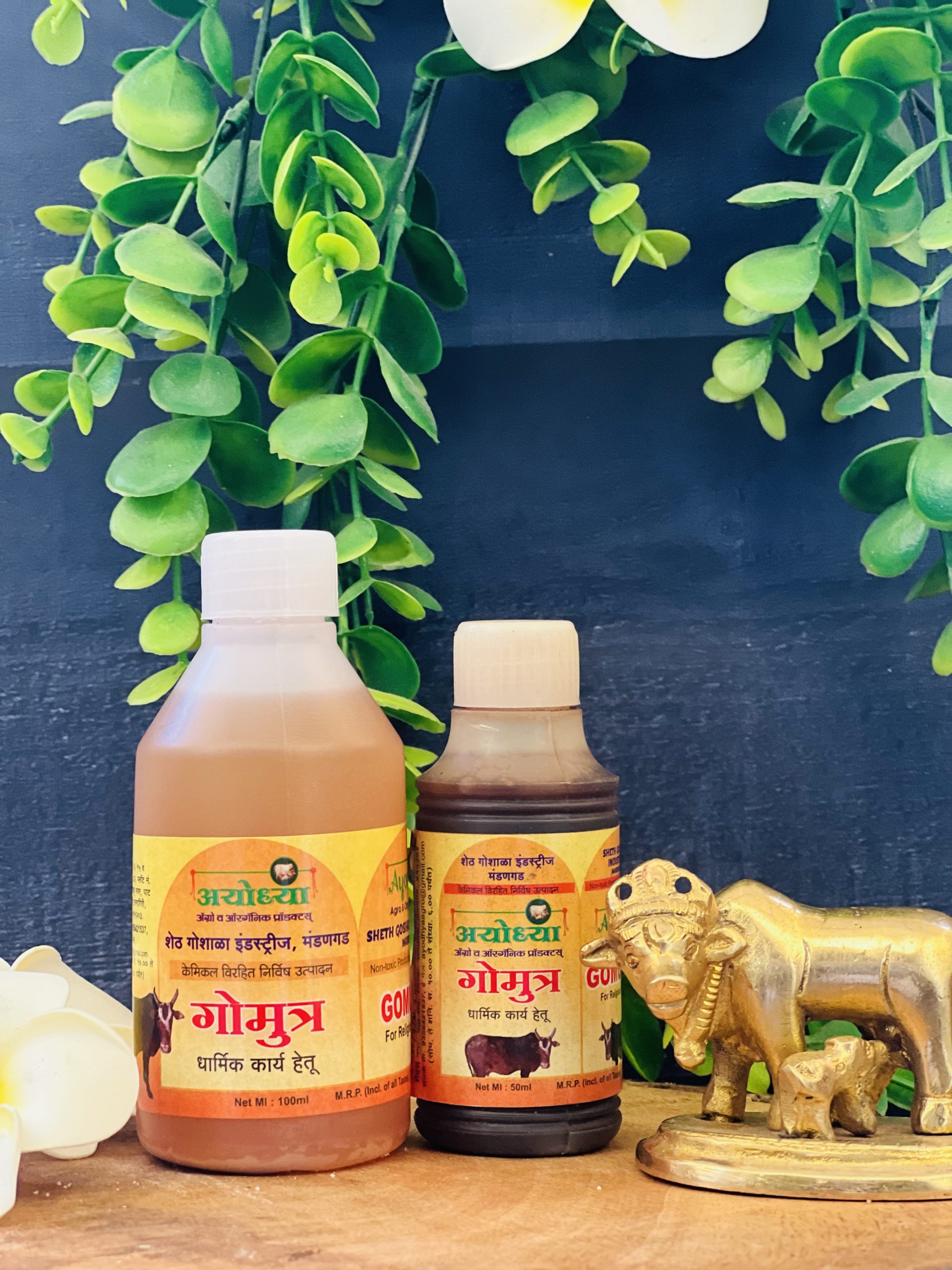 Gomutra Puja – Sheth Goshala, Mandangad